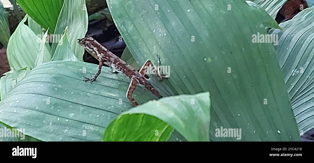 Border Anole (Anolis limifrons) Reptilia Stock Photo - Alamy