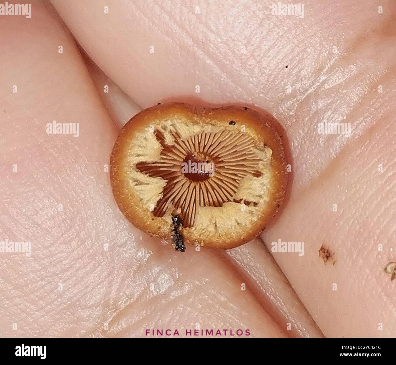 Moss Bells (Galerina) Fungi Stock Photo - Alamy