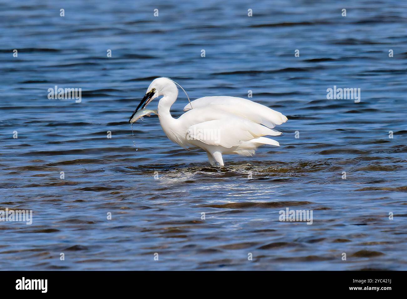 Large fish eating wetland bird hi-res stock photography and images - Alamy