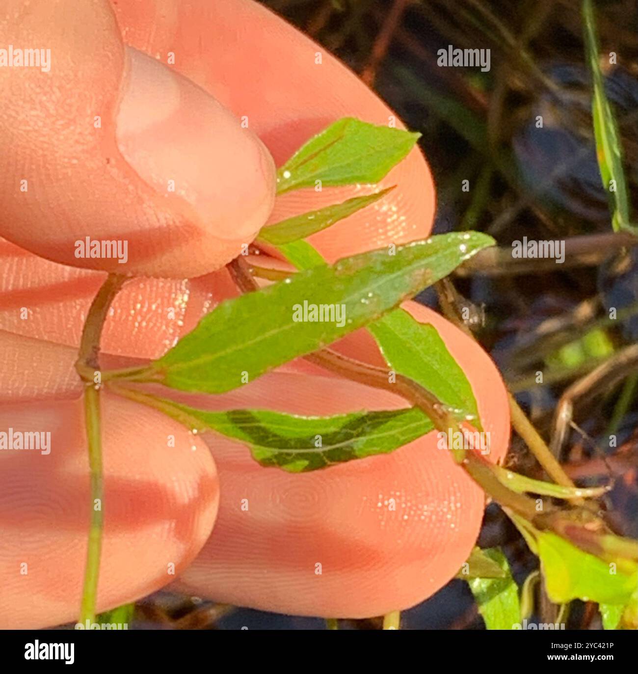 Oppositeleaf Spotflower (Acmella repens) Plantae Stock Photo - Alamy