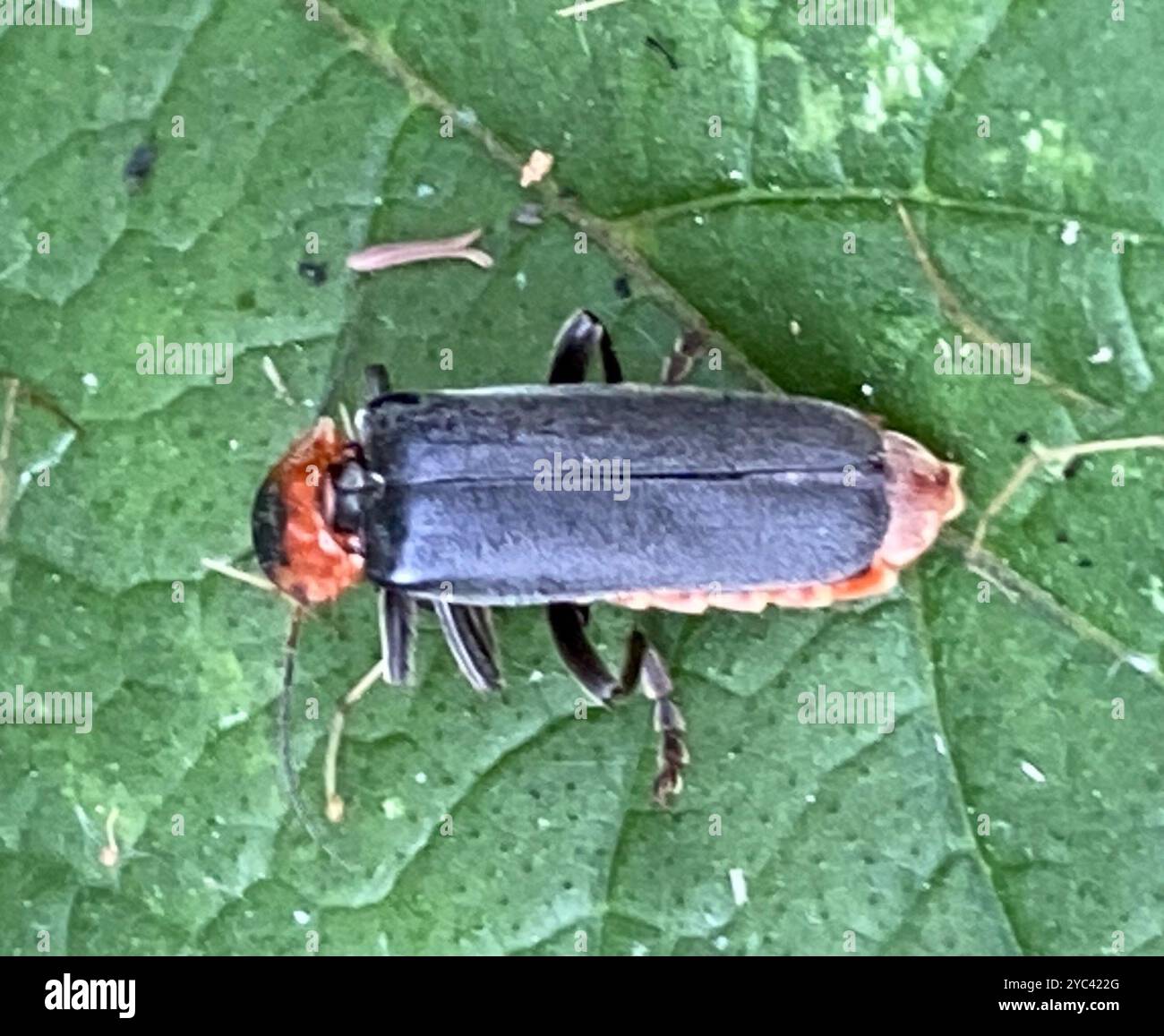 Dark Sailor Beetle (Cantharis fusca) Insecta Stock Photo - Alamy