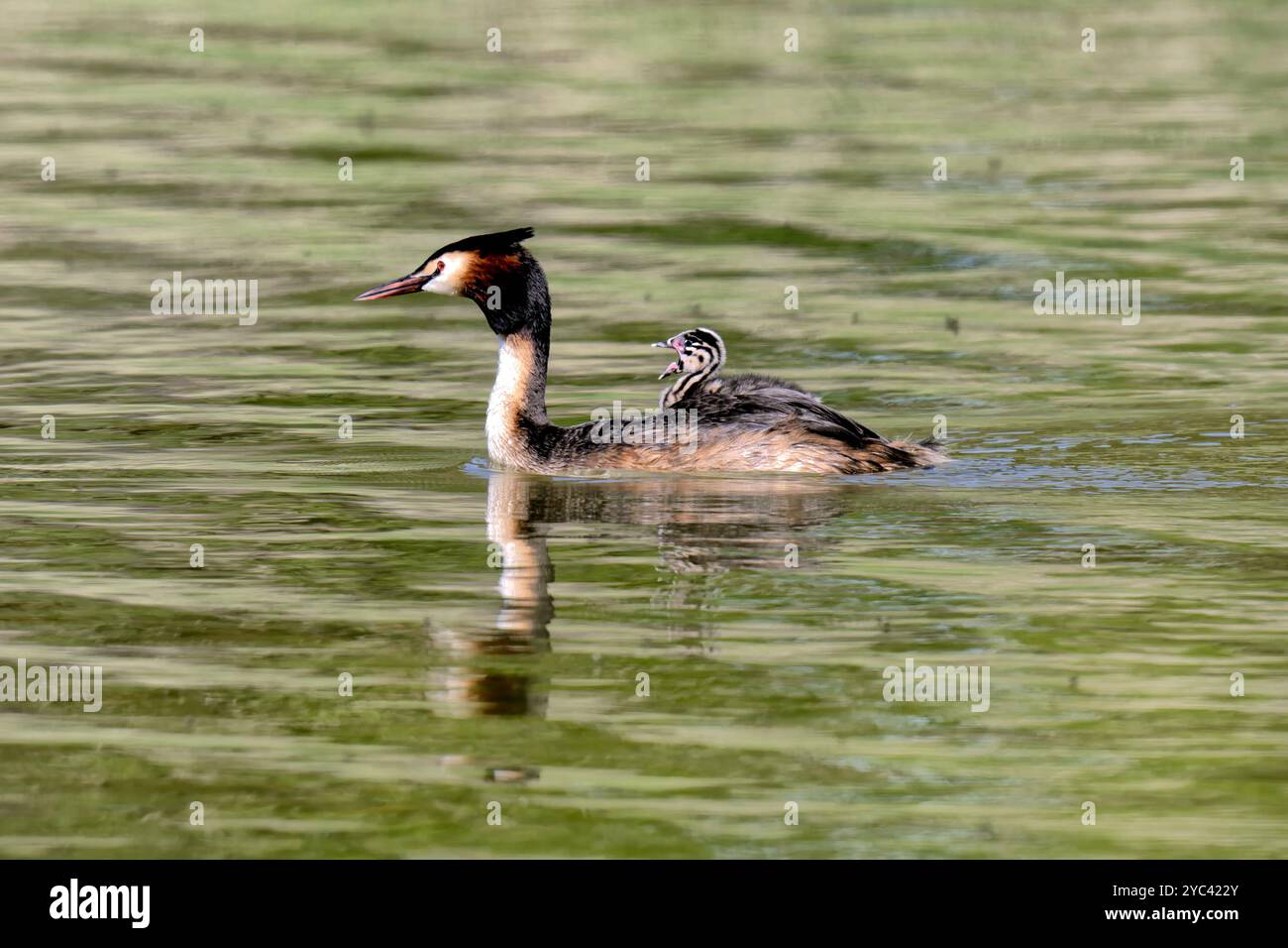 A Great Crested Grebe chick catches a lift from its mother Stock Photo ...
