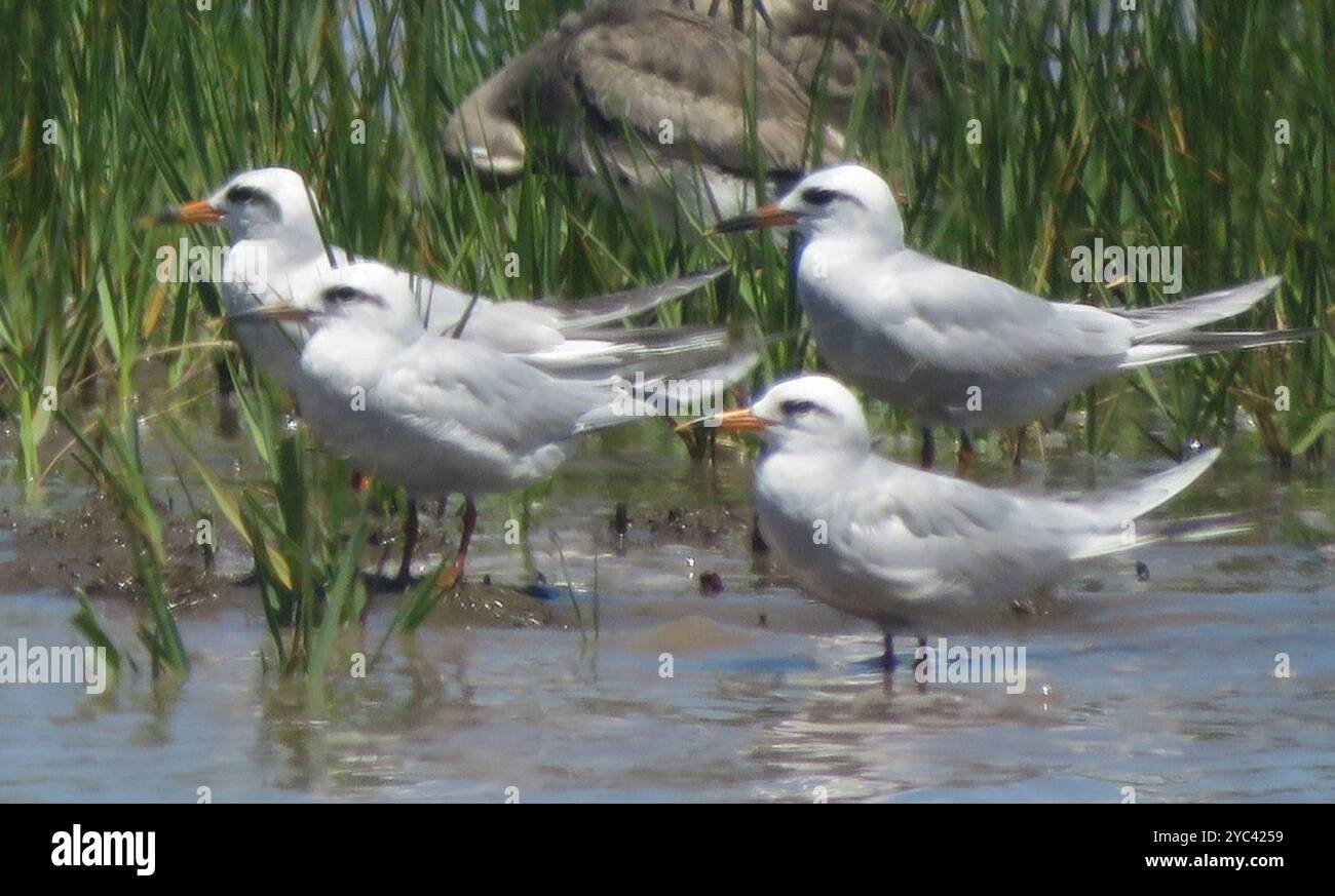 Snowy-crowned Tern (Sterna trudeaui) Aves Stock Photo - Alamy