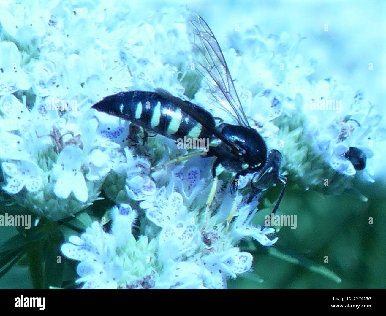 Four-banded Stink Bug Wasp (Bicyrtes quadrifasciatus) Insecta Stock ...