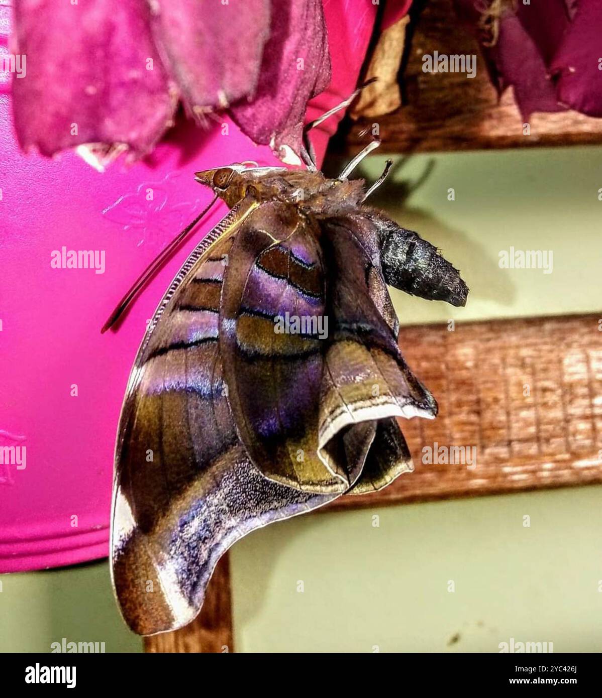 Orion Cecropian (Historis odius) Insecta Stock Photo - Alamy