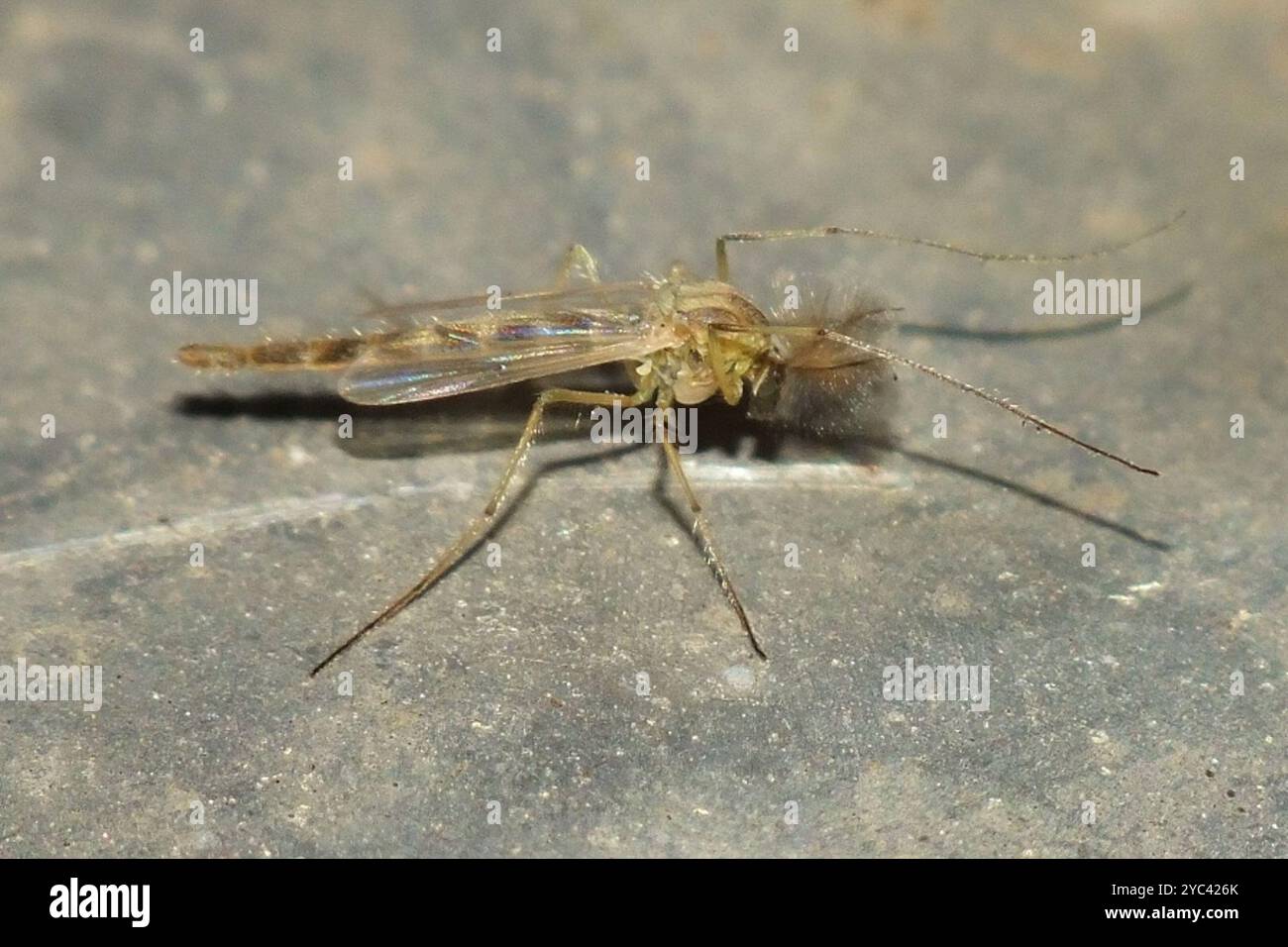 Non-biting Midges (Chironomidae) Insecta Stock Photo - Alamy