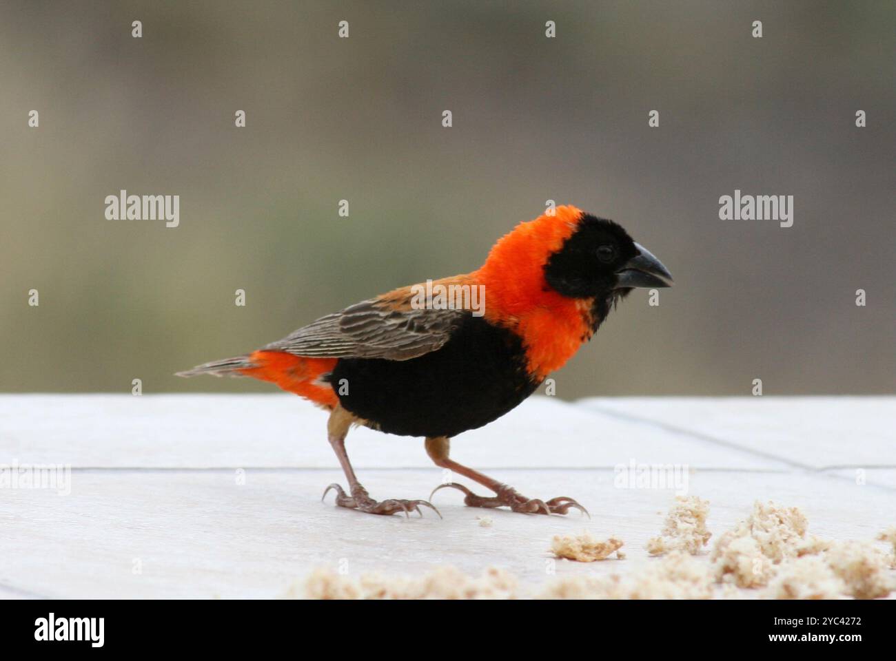 Southern Red Bishop (Euplectes orix) Aves Stock Photo - Alamy