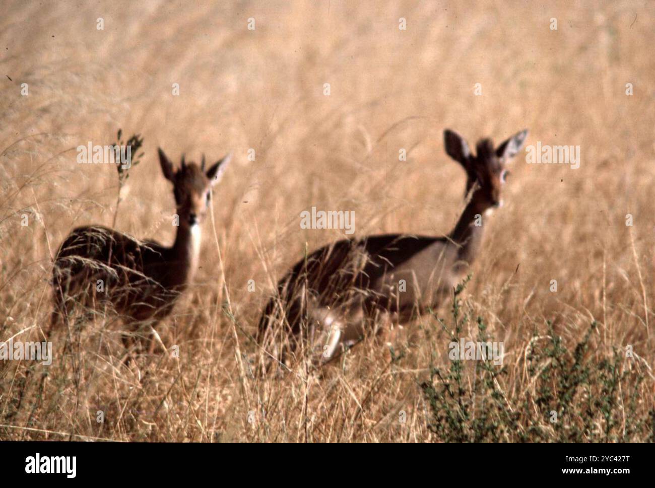 Kirk's Dik-dik (Madoqua kirkii) Mammalia Stock Photo - Alamy