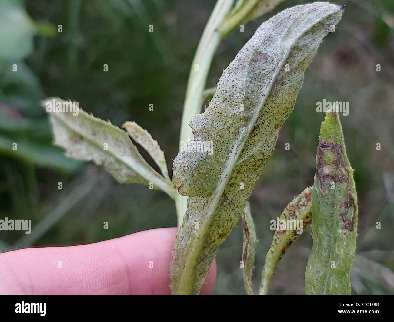 thistle rust (Puccinia suaveolens) Fungi Stock Photo - Alamy