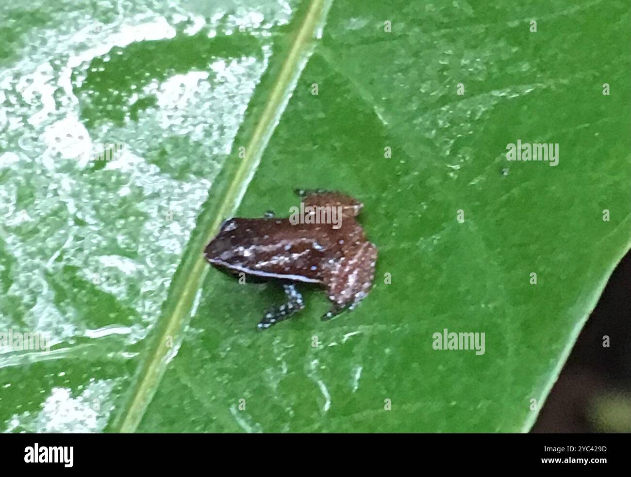 Mahanoro Digging Frog (Plethodontohyla notosticta) Amphibia Stock Photo ...