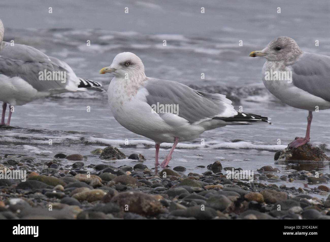 Thayer's Gull (Larus glaucoides thayeri) Aves Stock Photo - Alamy