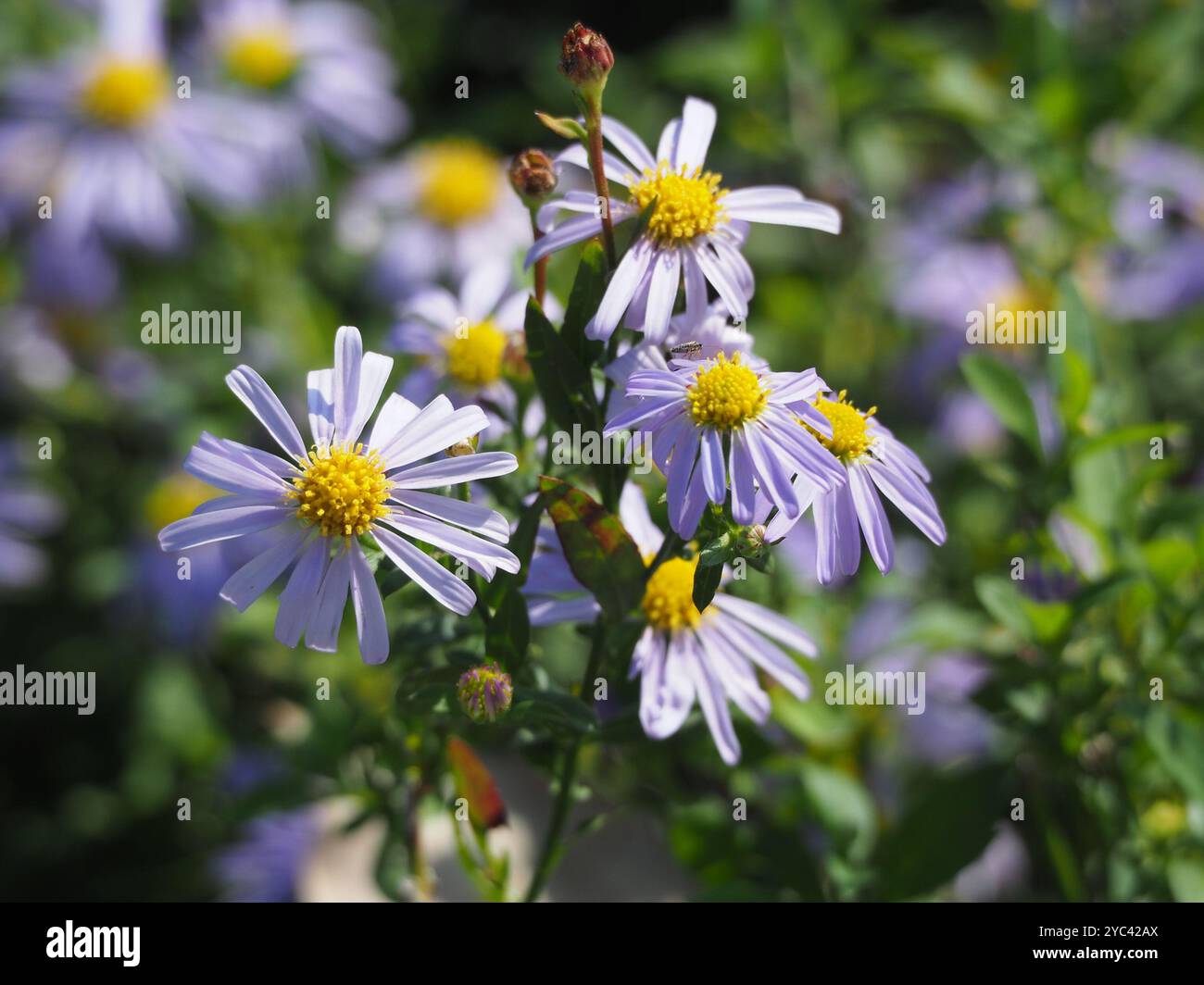 (Aster indicus) Plantae Stock Photo - Alamy