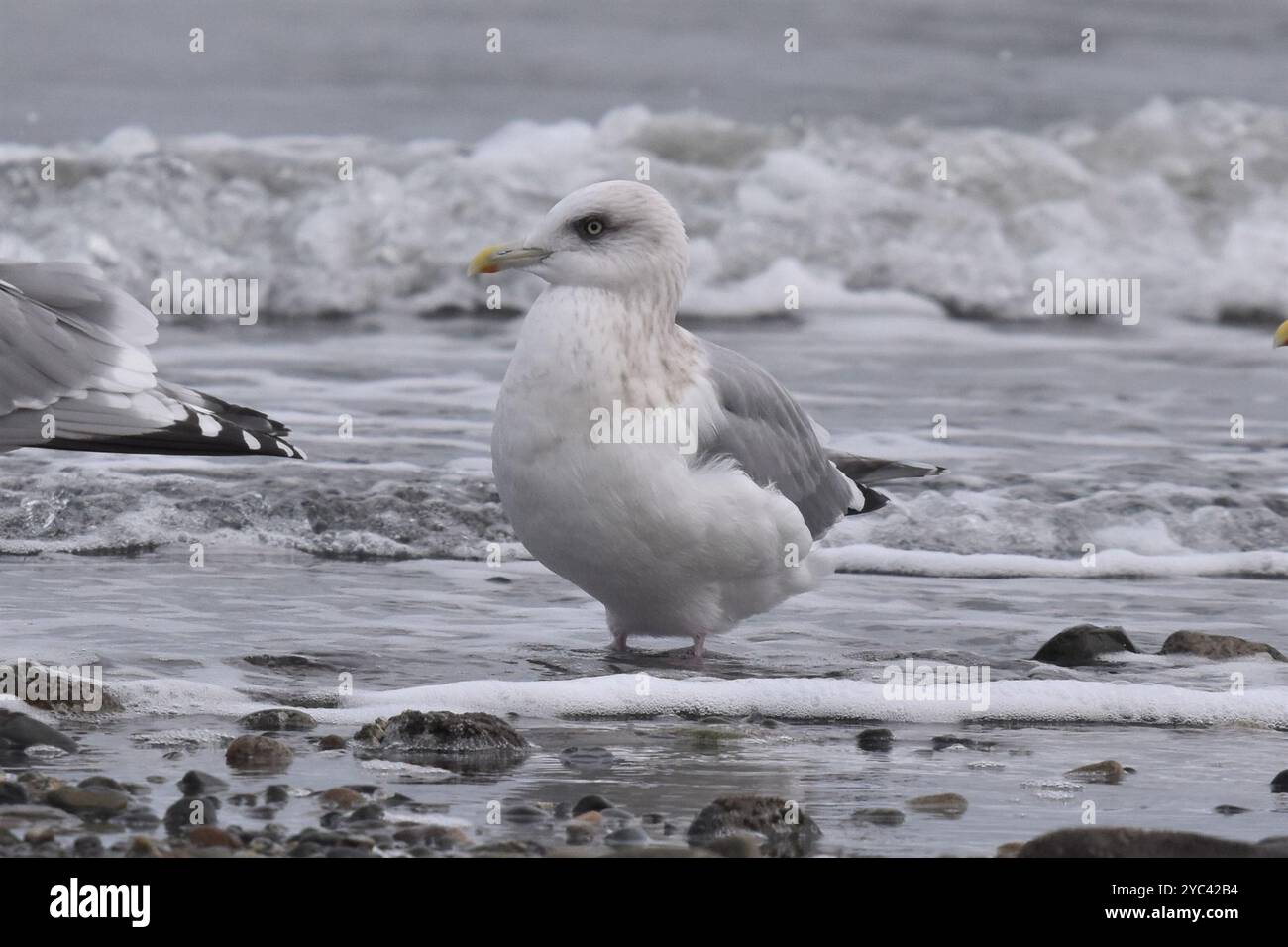 Larus glaucoides thayeri hi-res stock photography and images - Alamy