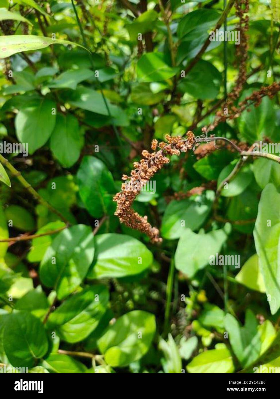 Koromiko (Veronica stricta) Plantae Stock Photo - Alamy