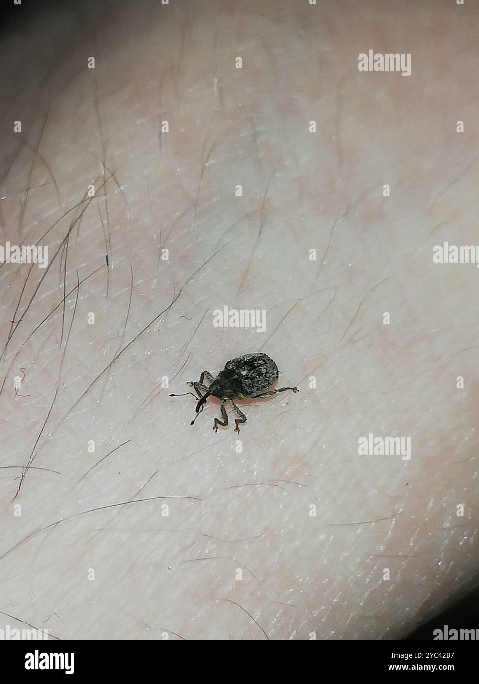 Cabbage Stem Weevil (Ceutorhynchus pallidactylus) Insecta Stock Photo ...