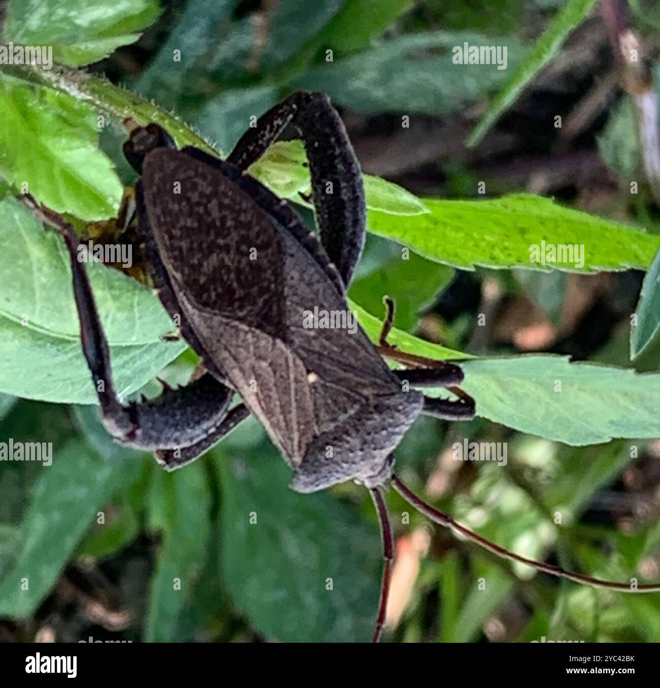 Florida Leaf-footed Bug (Acanthocephala femorata) Insecta Stock Photo ...