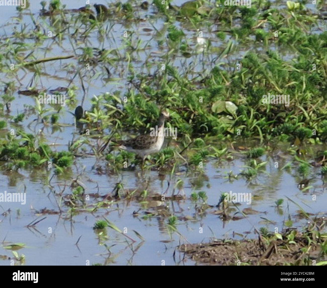 Pectoral Sandpiper (Calidris melanotos) Aves Stock Photo - Alamy