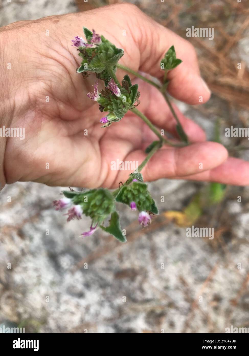 Tall Elephant's-foot (Elephantopus elatus) Plantae Stock Photo - Alamy
