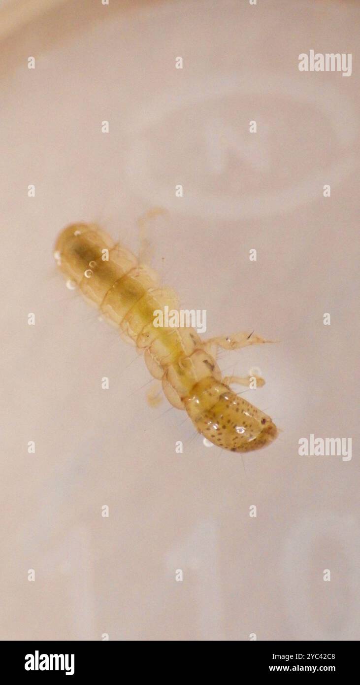 Polycentropodidae hi-res stock photography and images - Alamy