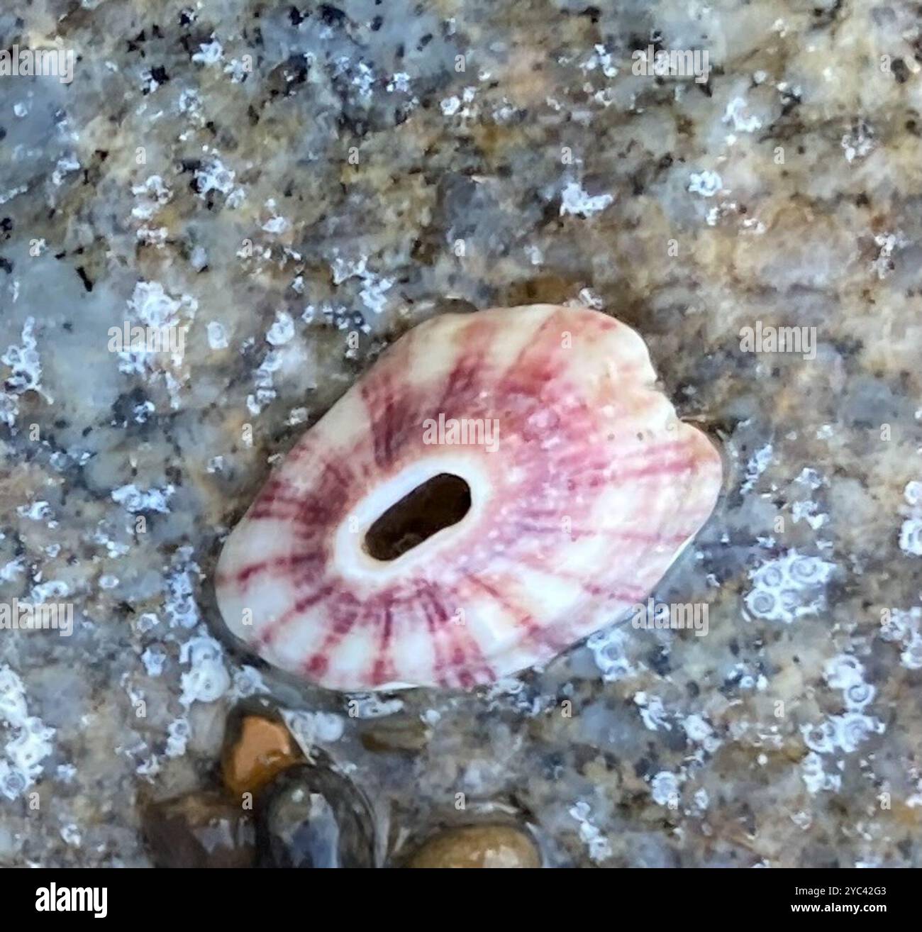 Volcano Keyhole Limpet (Fissurella volcano) Mollusca Stock Photo - Alamy