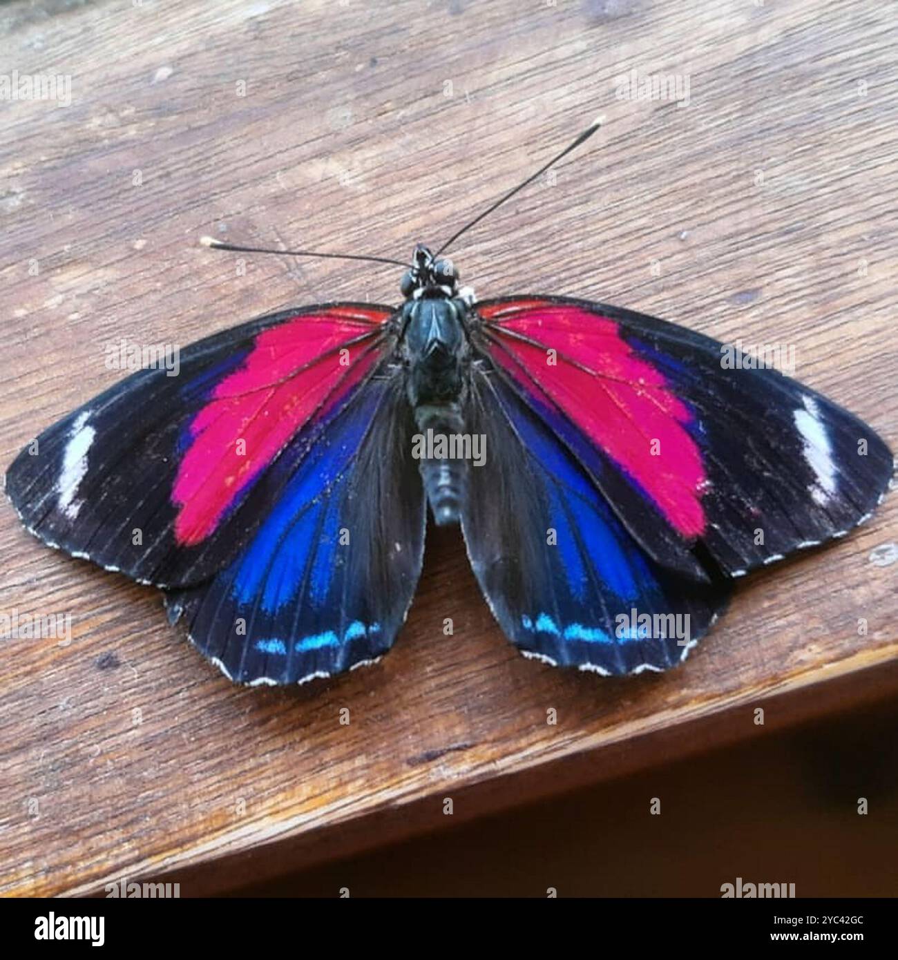 Godart's numberwing (Catagramma pygas) Insecta Stock Photo - Alamy
