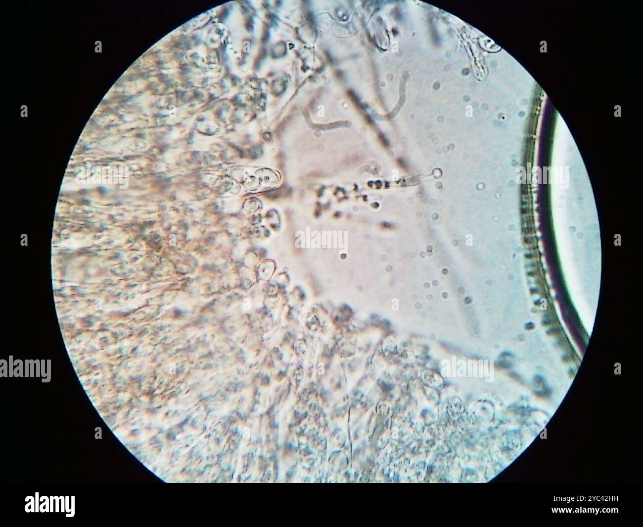 Beech jelly disc hi-res stock photography and images - Alamy