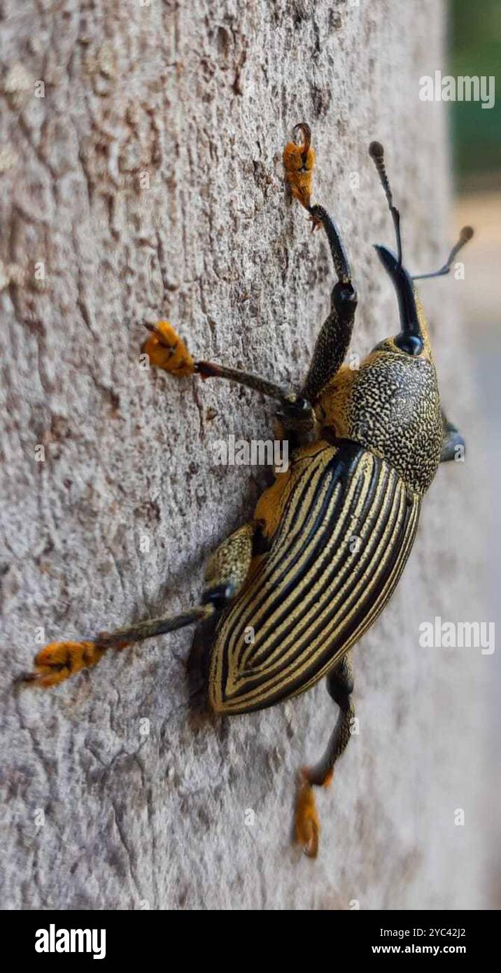(Cholus parallelogrammus) Insecta Stock Photo - Alamy