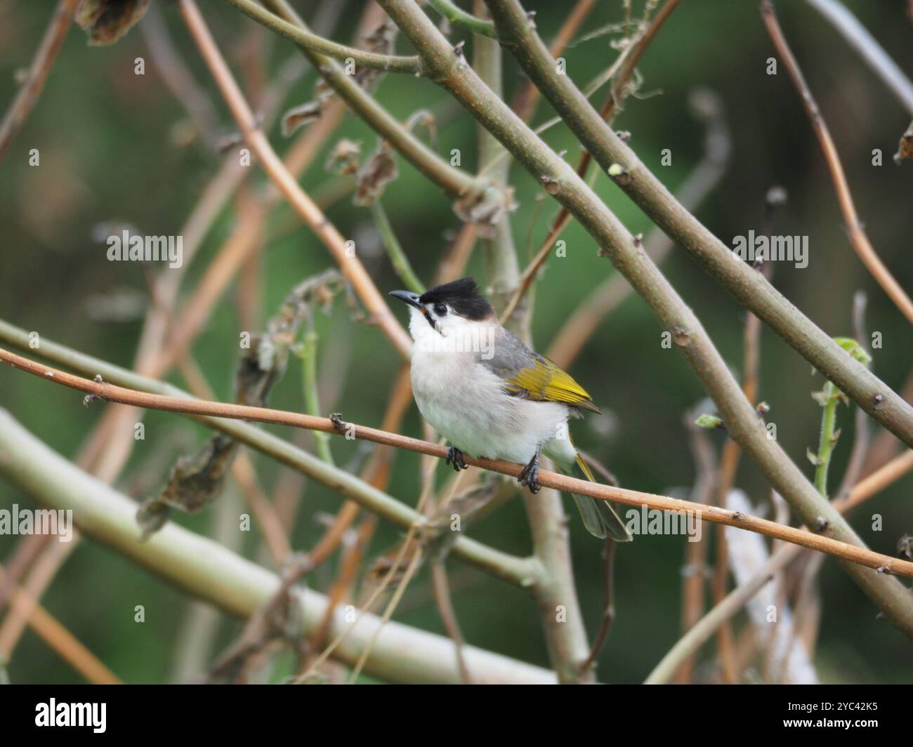 Styan's Bulbul (Pycnonotus taivanus) Aves Stock Photo - Alamy