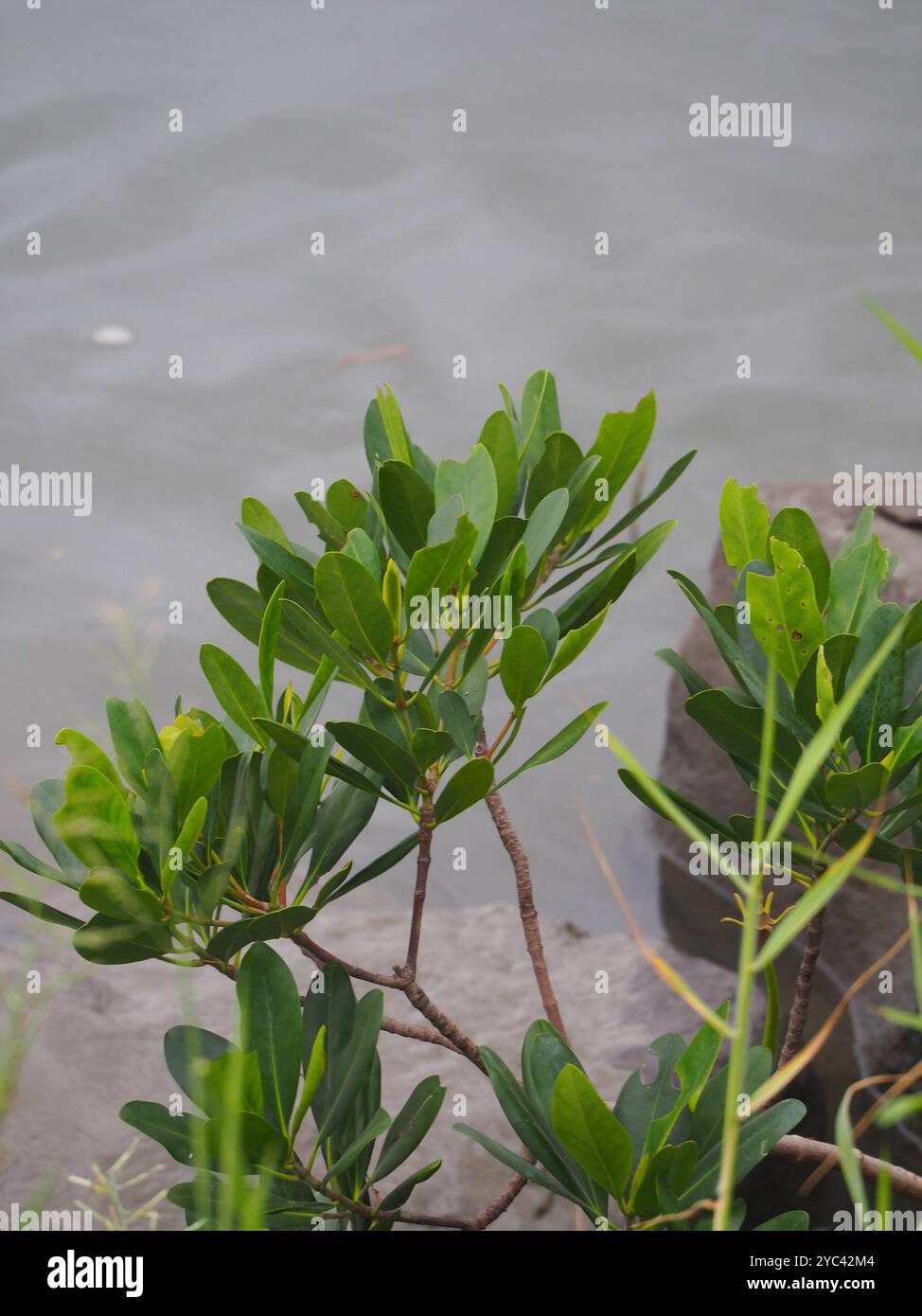 (Kandelia obovata) Plantae Stock Photo - Alamy