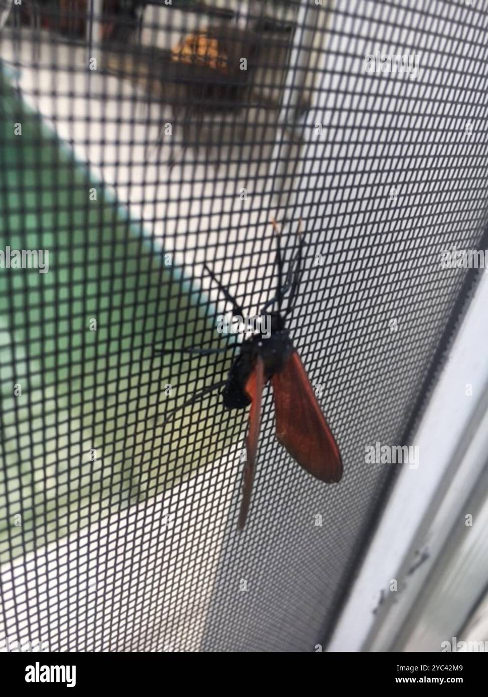 Spotted Oleander Moth (Empyreuma pugione) Insecta Stock Photo - Alamy