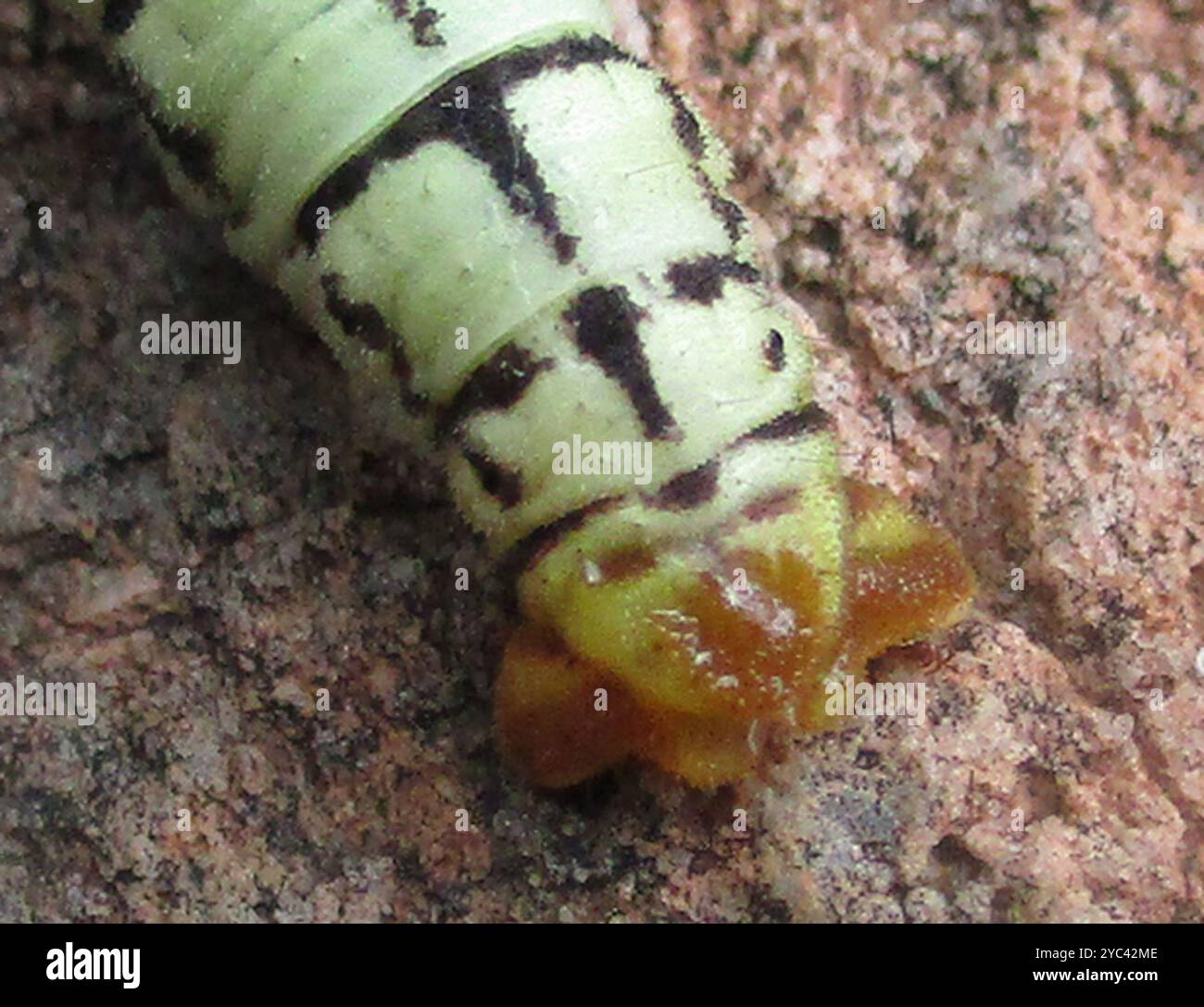 Geometer Moths (Geometridae) Insecta Stock Photo - Alamy