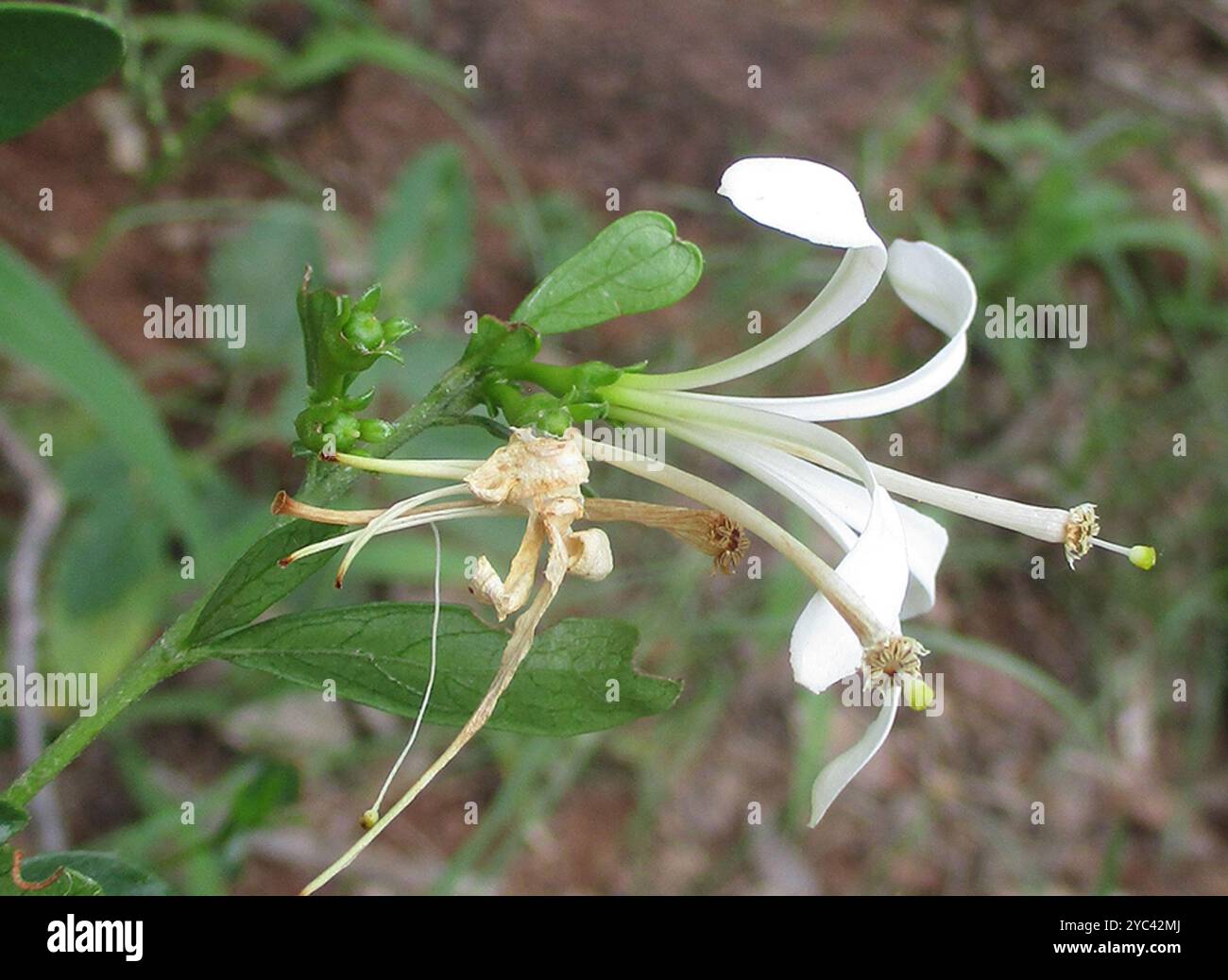 Small Honeysuckle Bush (Turraea obtusifolia) Plantae Stock Photo - Alamy