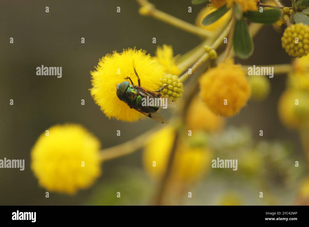 Ornidia obesa hi-res stock photography and images - Alamy