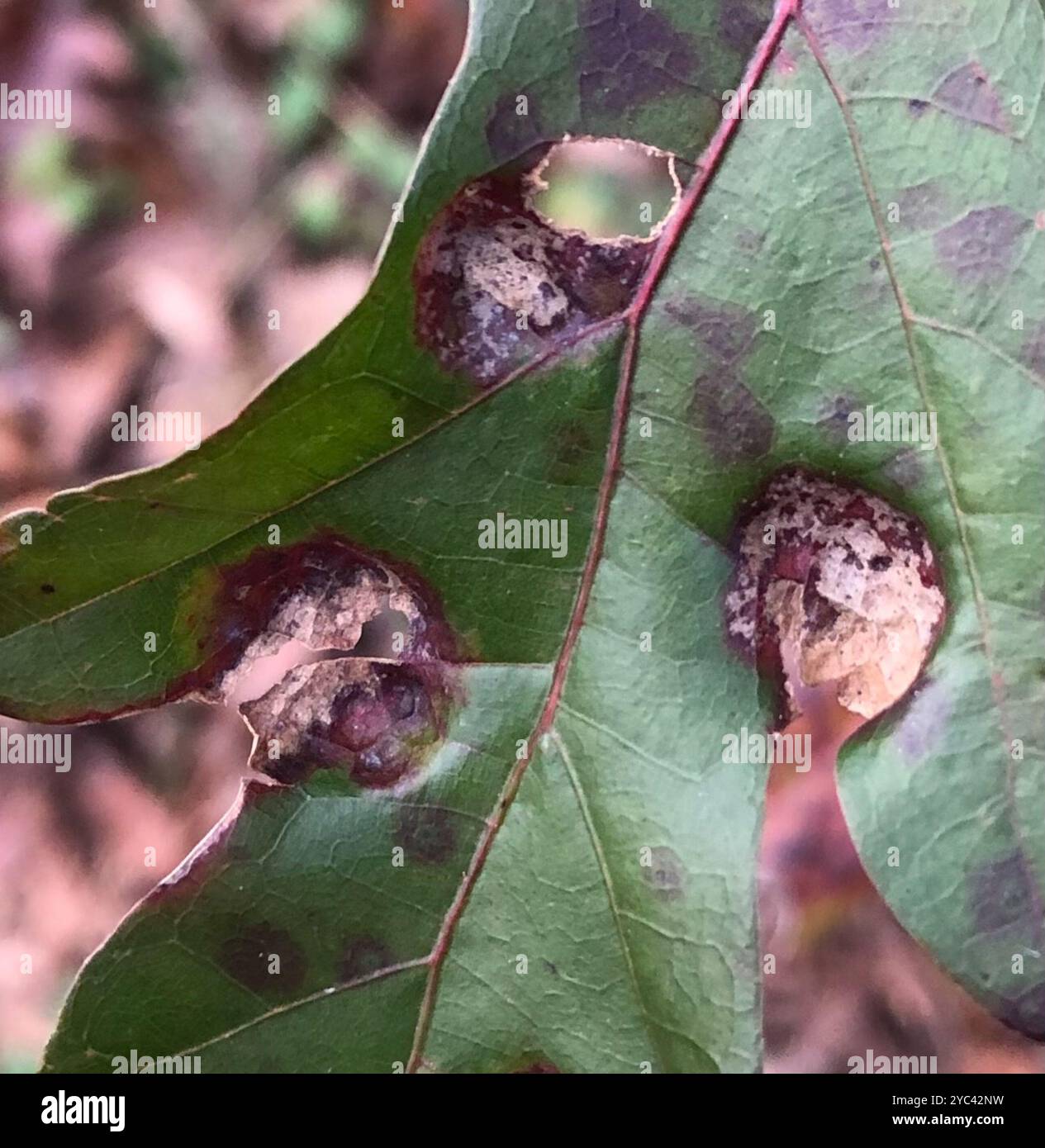 Oak Leaf Blister (Taphrina caerulescens) Fungi Stock Photo - Alamy