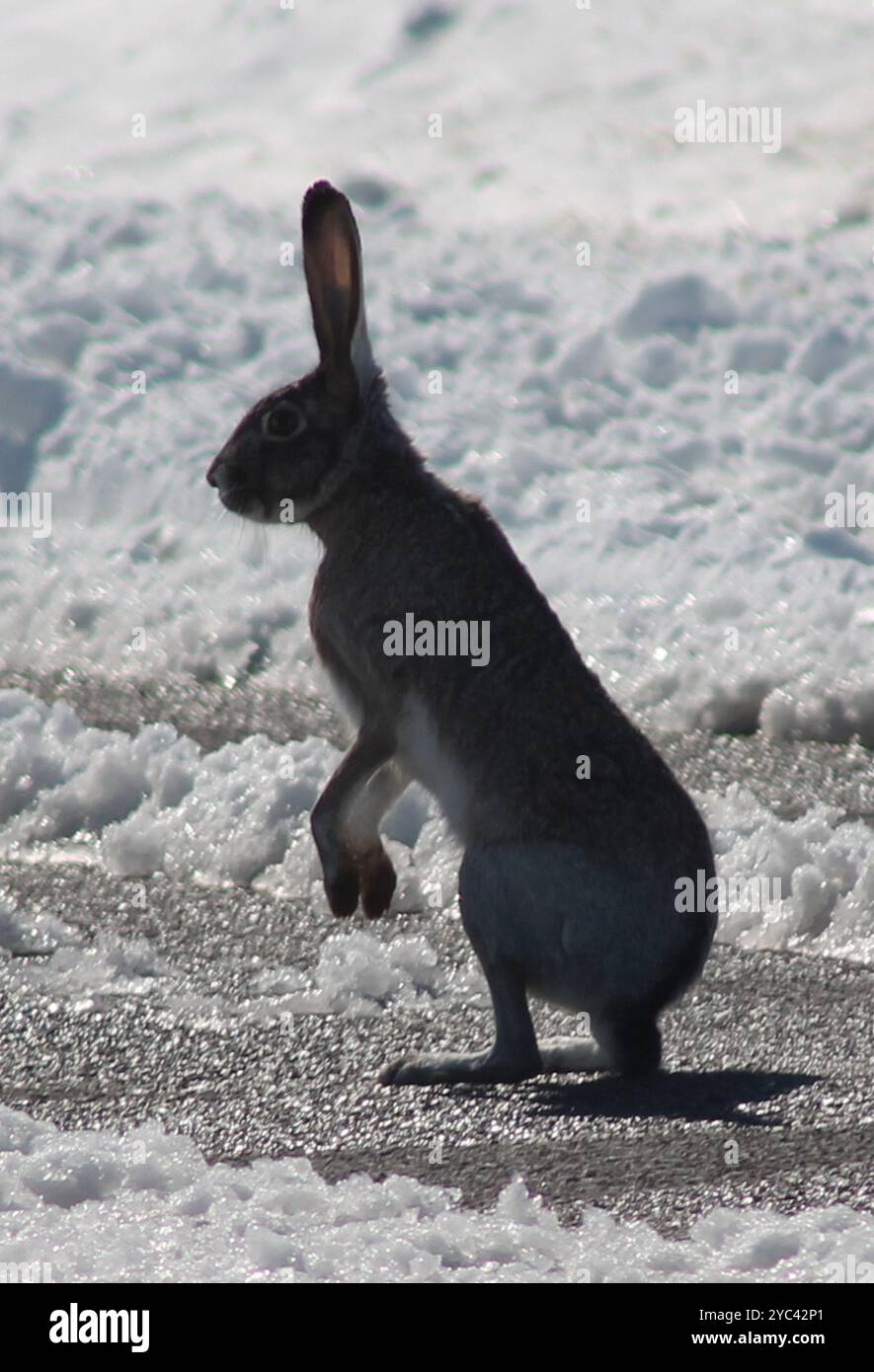 Black-tailed Jackrabbit (Lepus californicus) Mammalia Stock Photo - Alamy