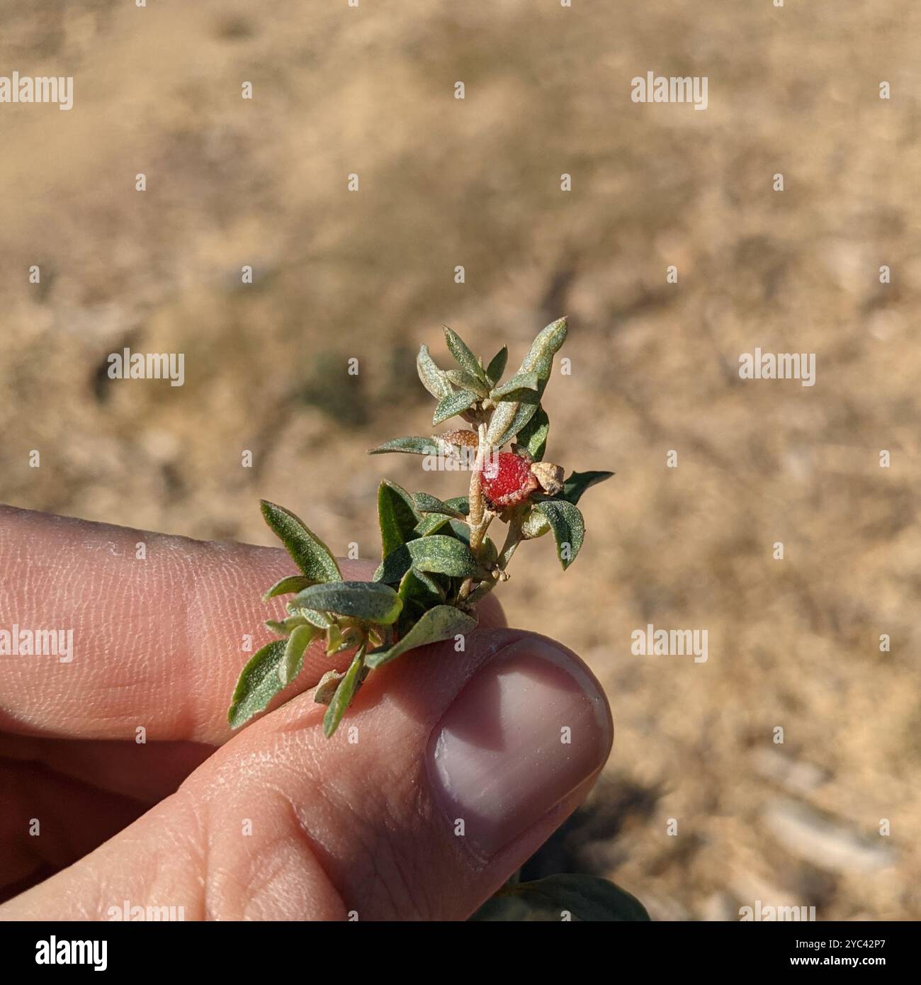 berry saltbush (Atriplex semibaccata) Plantae Stock Photo - Alamy