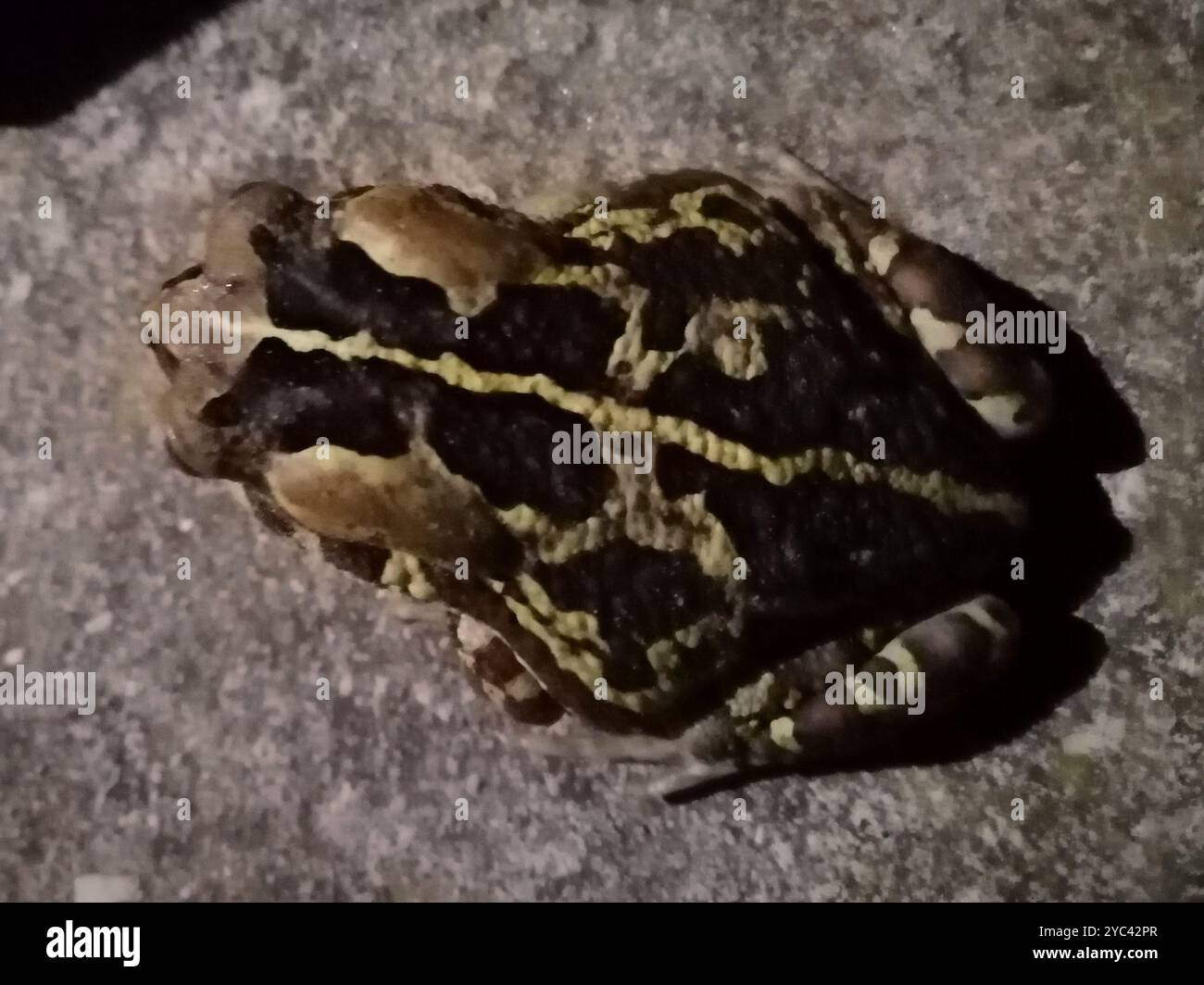 Western Leopard Toad (Sclerophrys pantherina) Amphibia Stock Photo - Alamy
