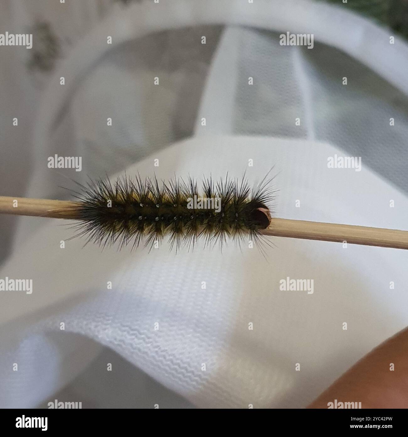 Common Anthelid Moth (Anthela acuta) Insecta Stock Photo - Alamy