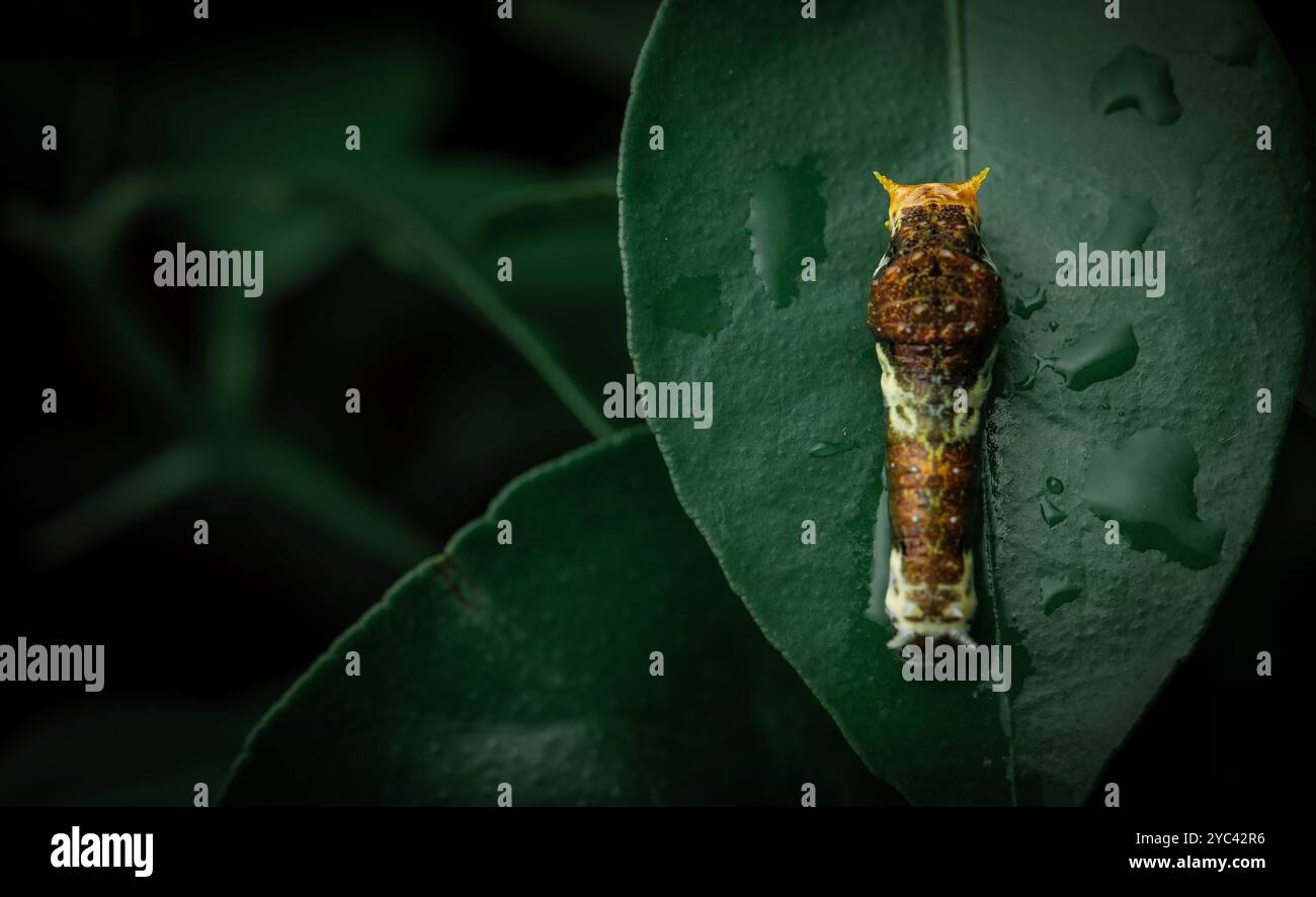 Papilio garamas hi-res stock photography and images - Alamy