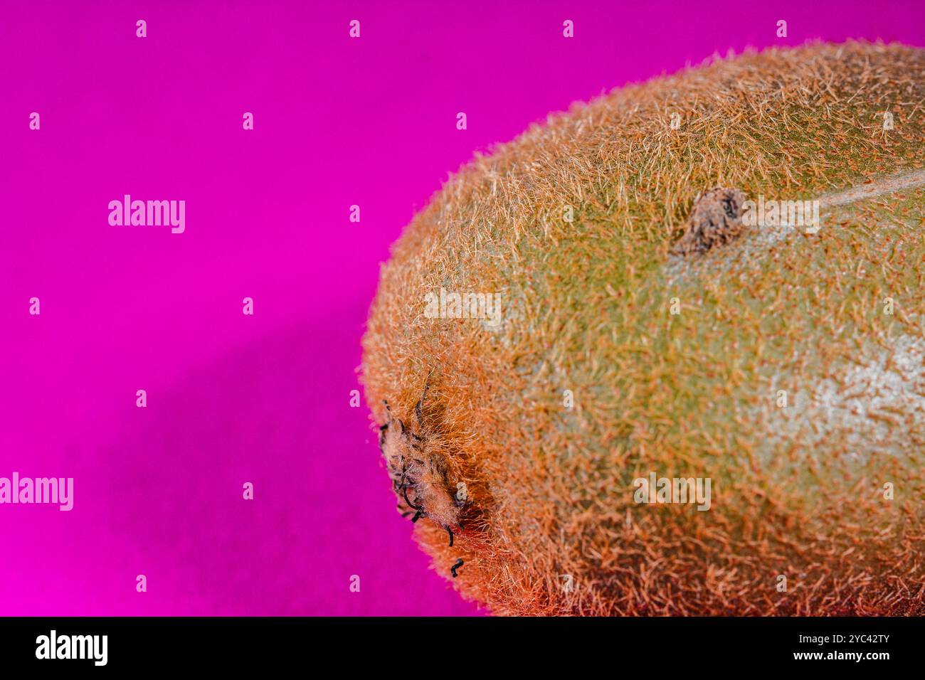 Single kiwi fruit isolated on pink background with text space Stock ...