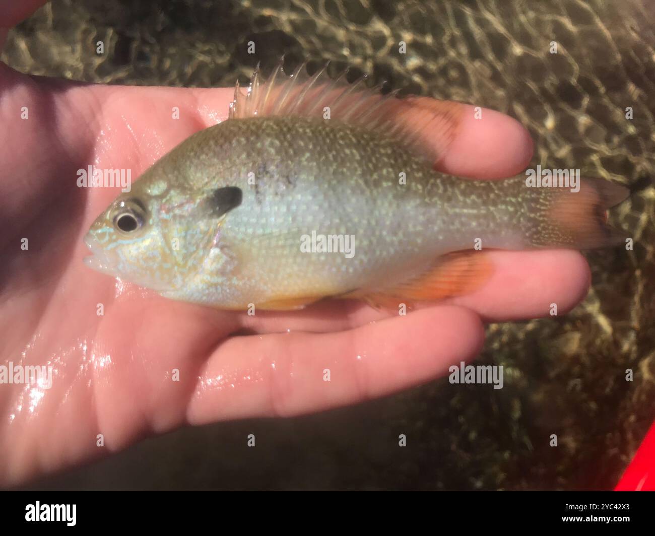 Plains Longear Sunfish (Lepomis aquilensis) Actinopterygii Stock Photo ...