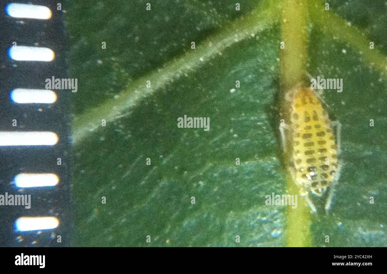 Walnut Aphid (Panaphis juglandis) Insecta Stock Photo - Alamy