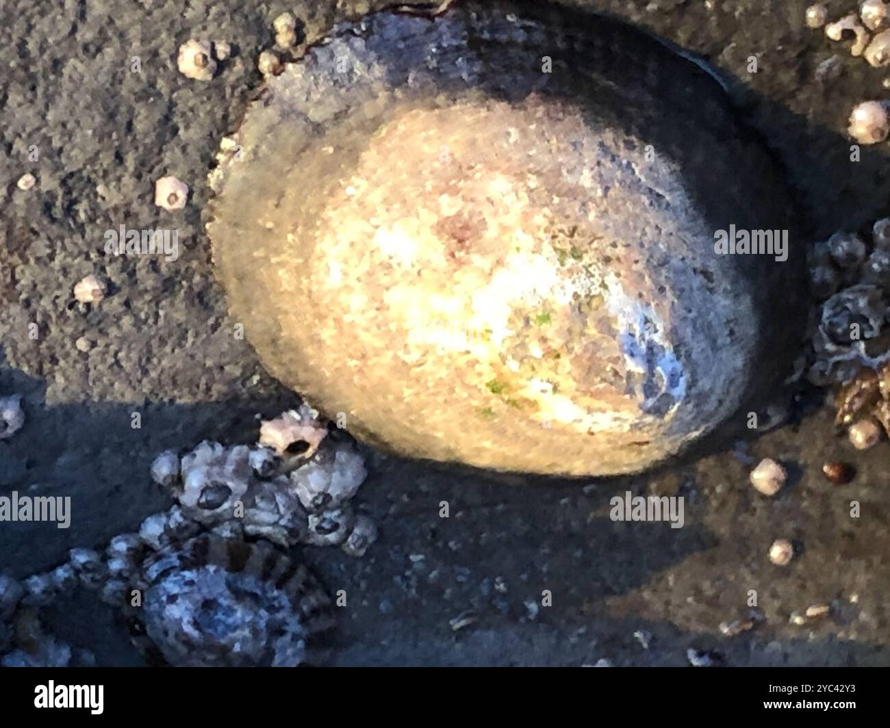 Owl Limpet (Lottia gigantea) Mollusca Stock Photo - Alamy