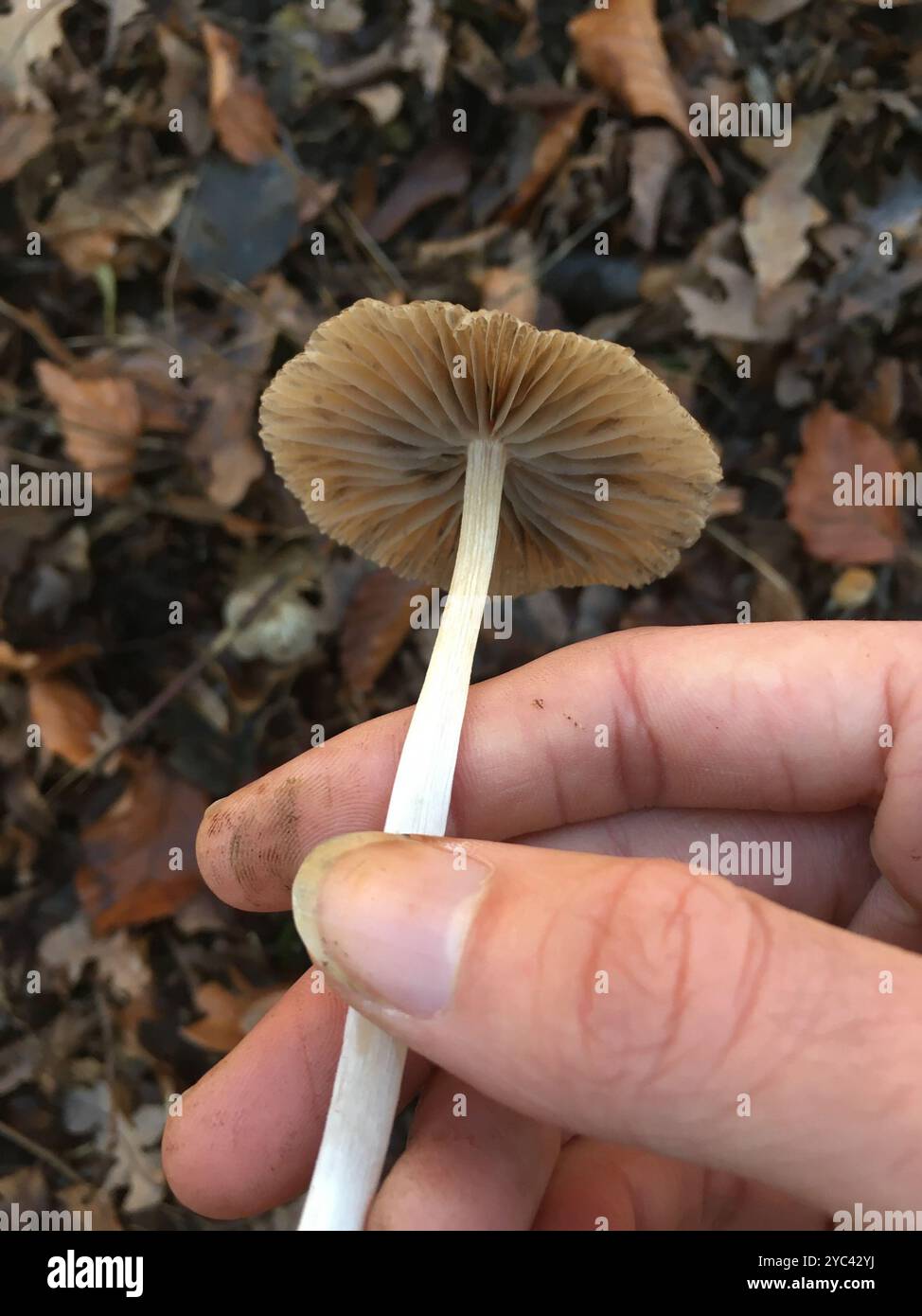 Tall Psathyrella (Psathyrella longipes) Fungi Stock Photo - Alamy