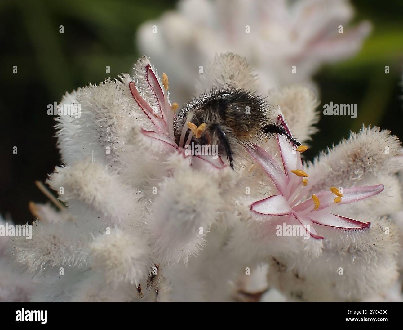 Lambstail (Lanaria lanata) Plantae Stock Photo - Alamy
