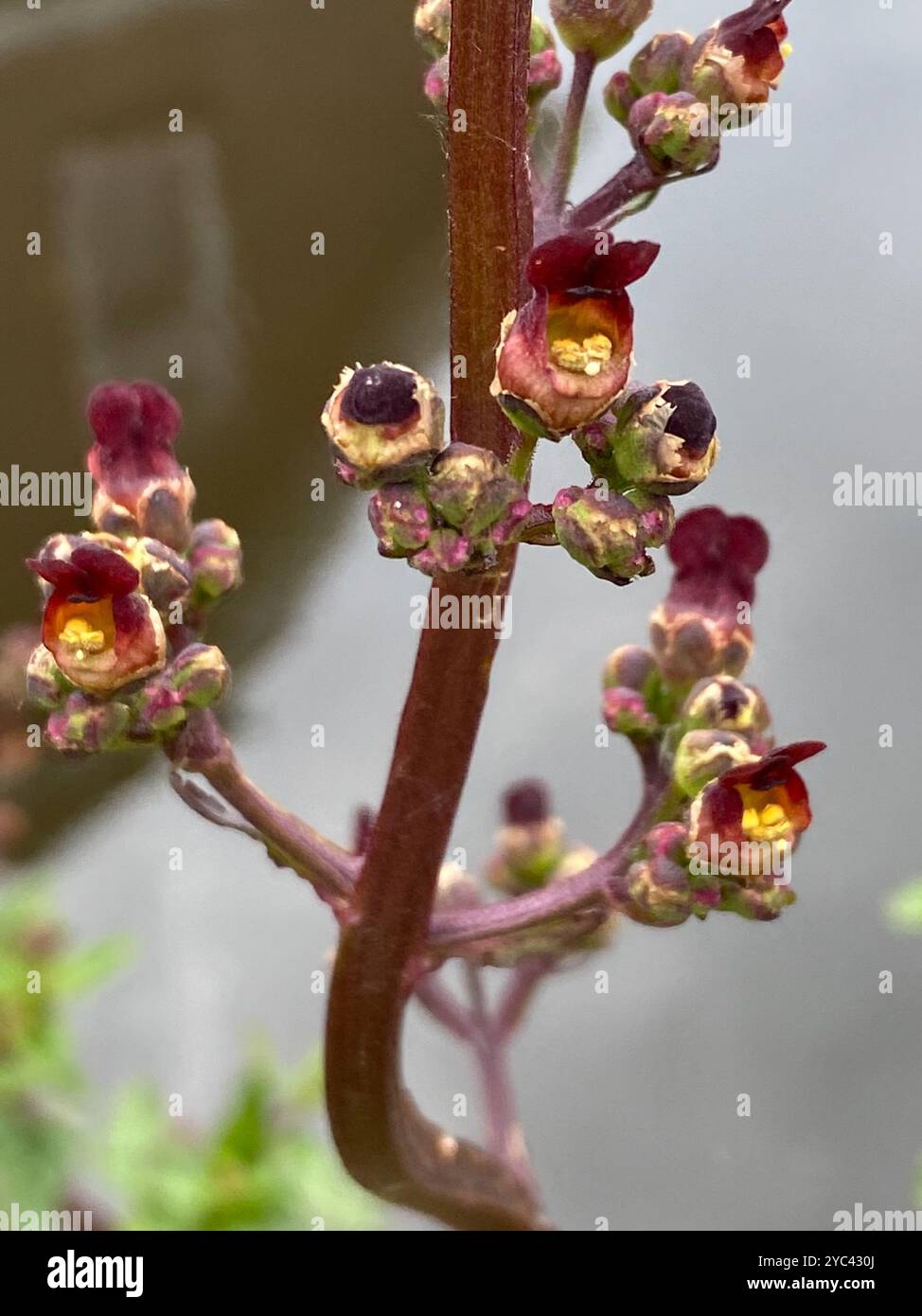 Water Figwort (Scrophularia auriculata) Plantae Stock Photo - Alamy