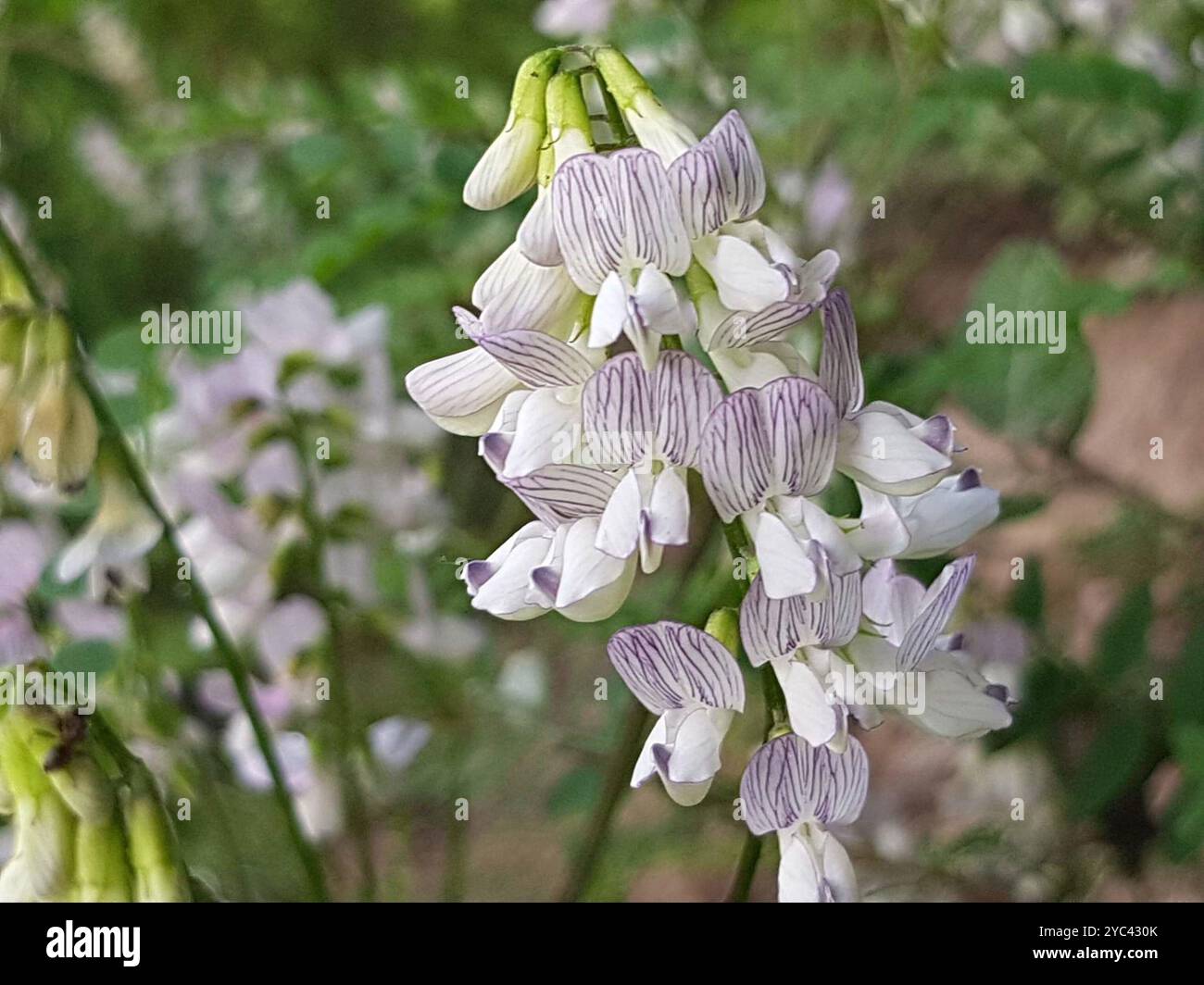 Wood Vetch (Vicia sylvatica) Plantae Stock Photo - Alamy