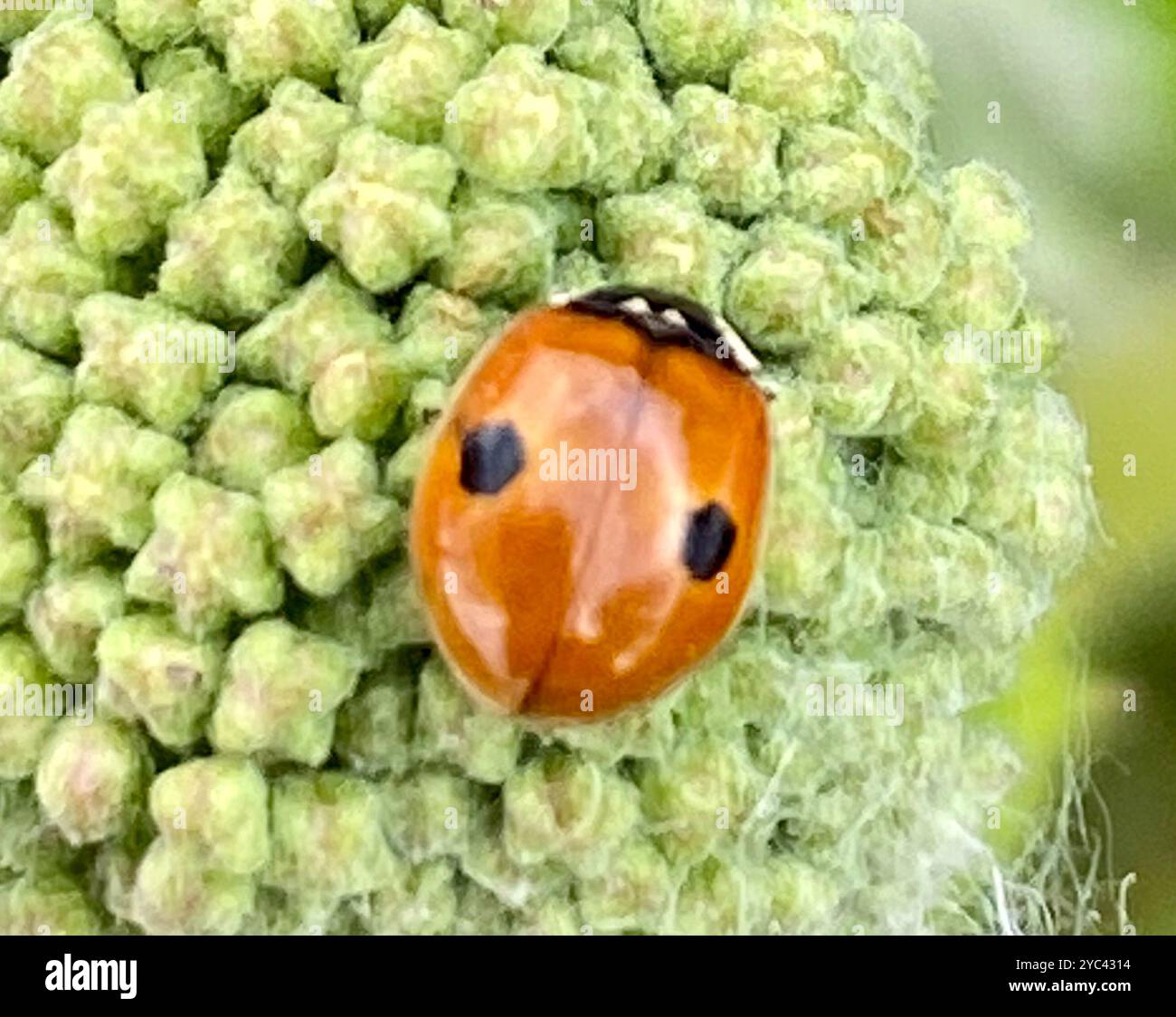 Two-spotted Lady Beetle (Adalia bipunctata) Insecta Stock Photo - Alamy