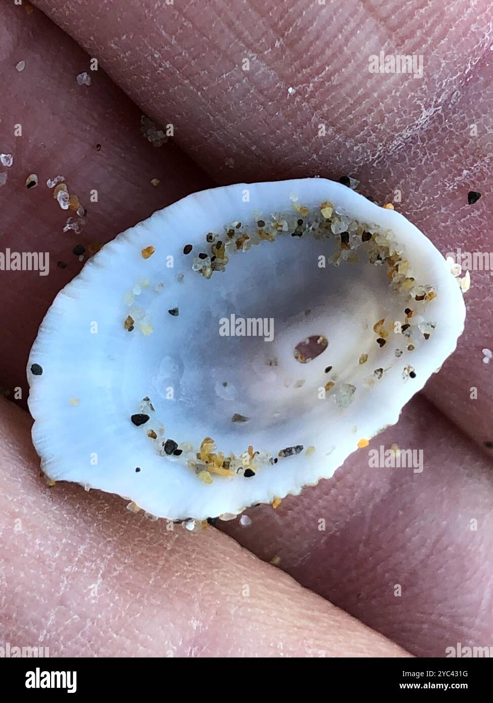 Rough Keyhole Limpet (Diodora aspera) Mollusca Stock Photo - Alamy