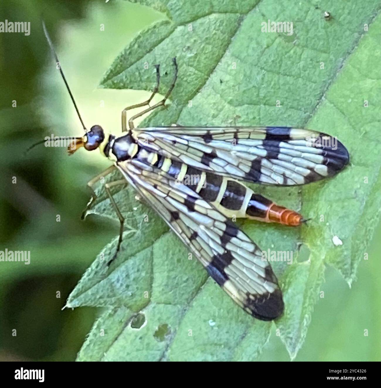 Common European Scorpionfly (Panorpa communis) Insecta Stock Photo - Alamy